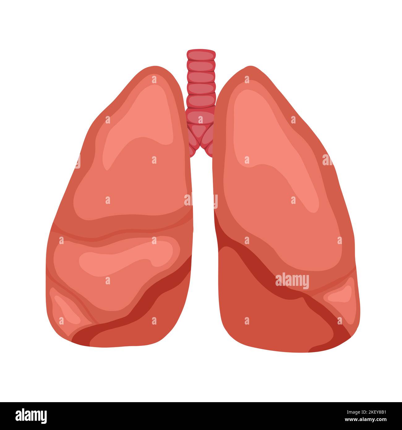Anatomical vector illustration of human lungs isolated from background ...