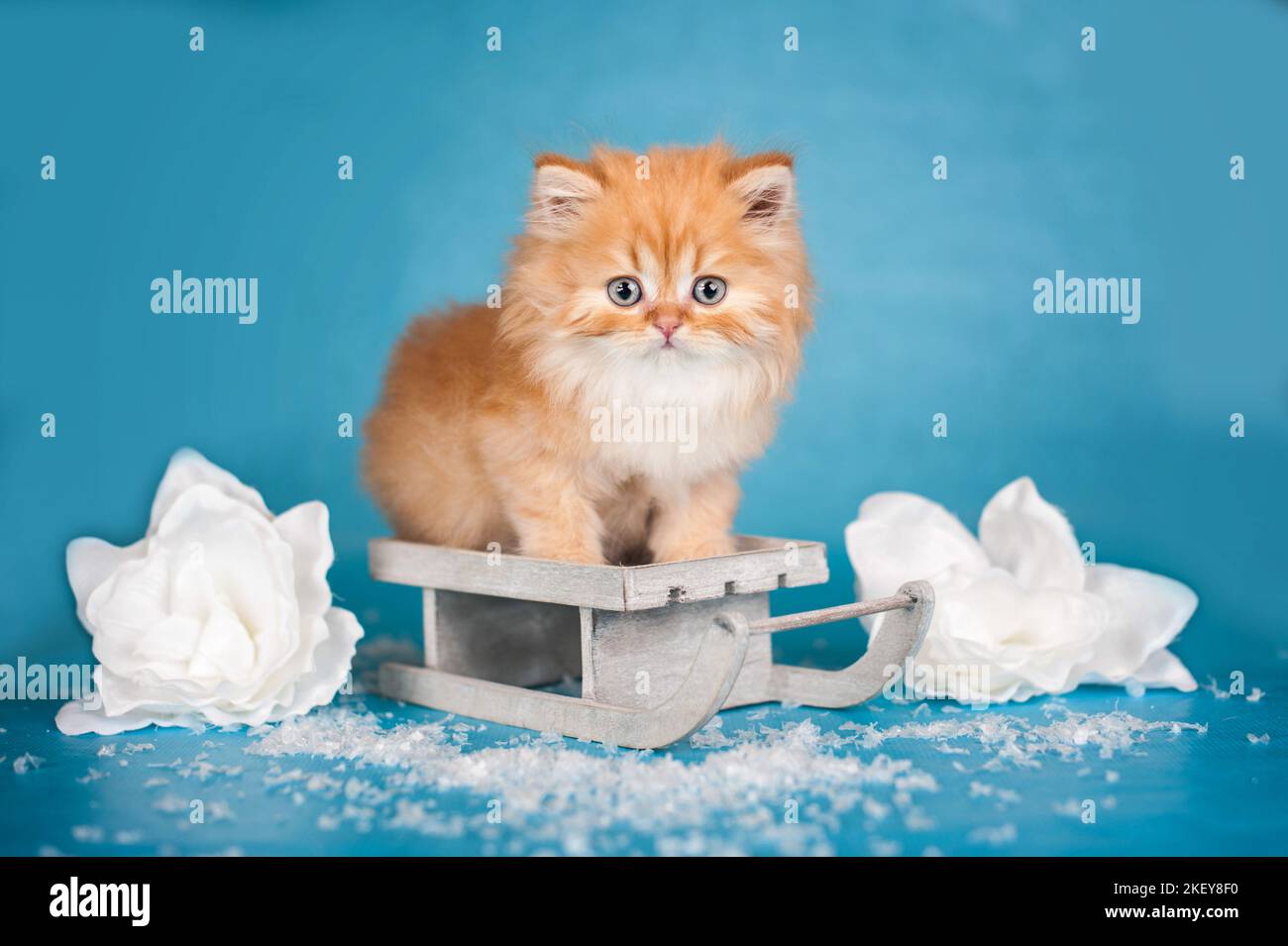 British Longhair Kitten Stock Photo - Alamy