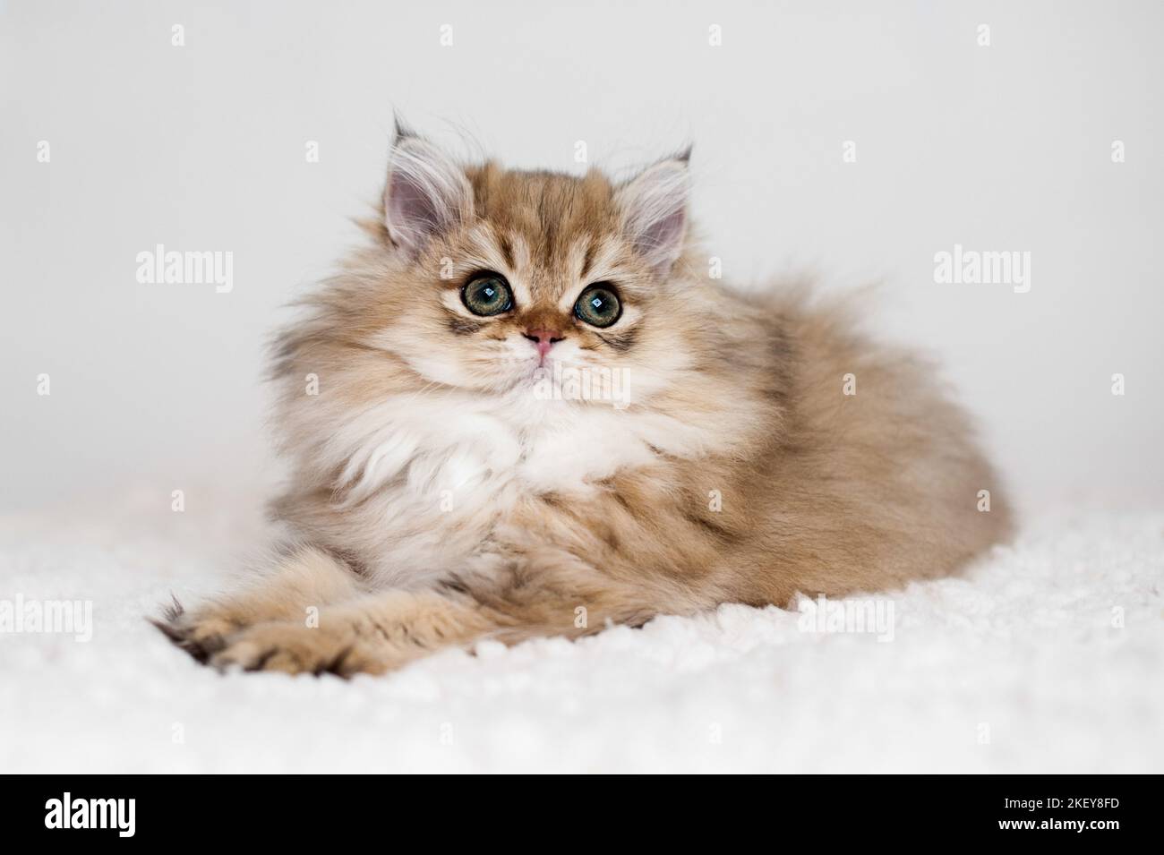 British Longhair Kitten Stock Photo - Alamy