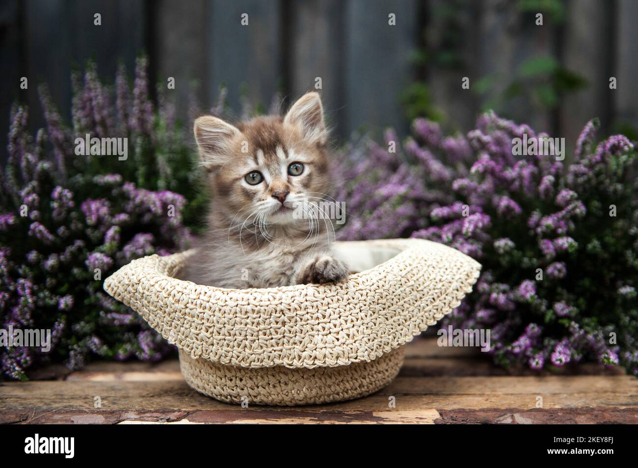 German Longhair kitten Stock Photo - Alamy