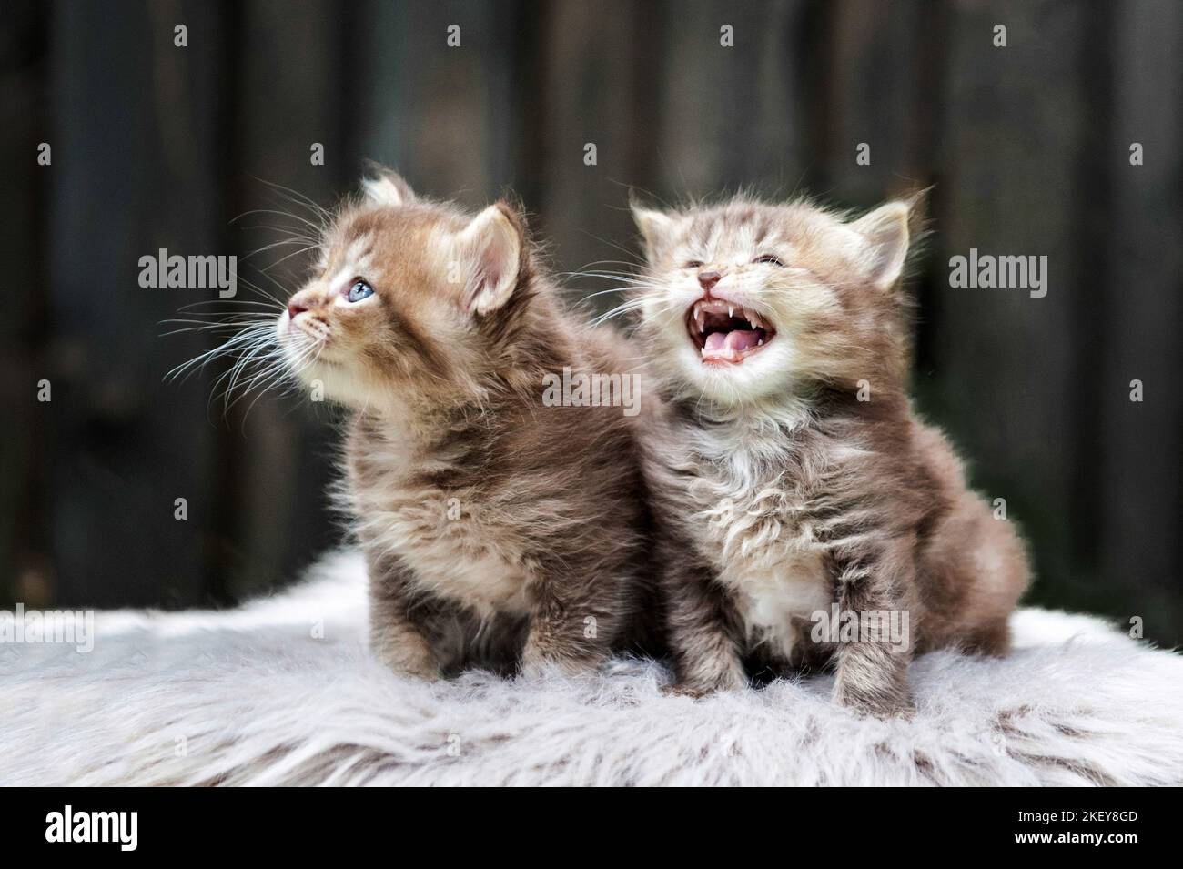 sitting German Longhair kitten Stock Photo - Alamy