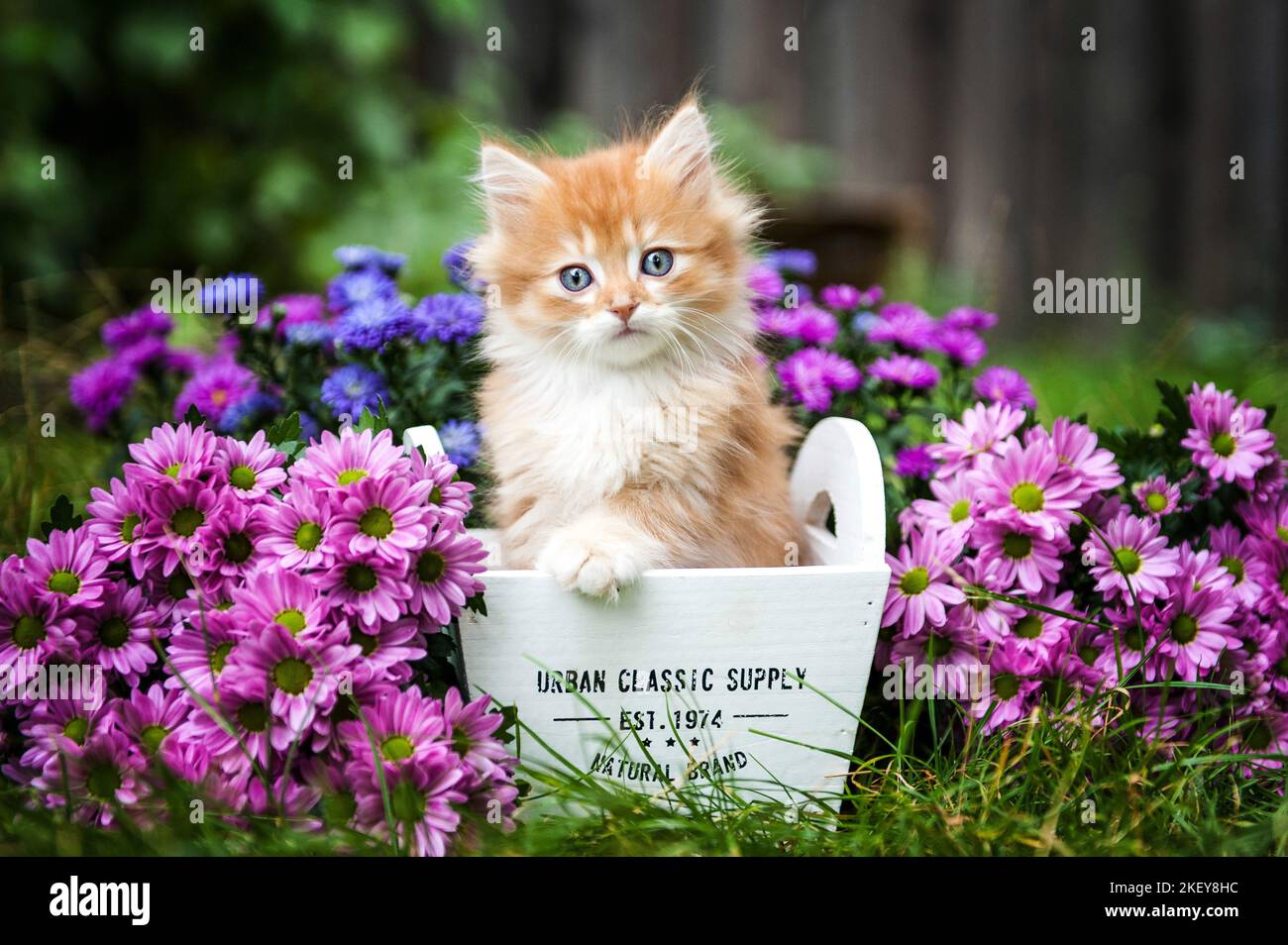 German Longhair kitten Stock Photo - Alamy
