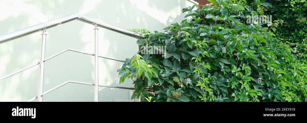 Green plant ivy growing on steps of building Stock Photo - Alamy
