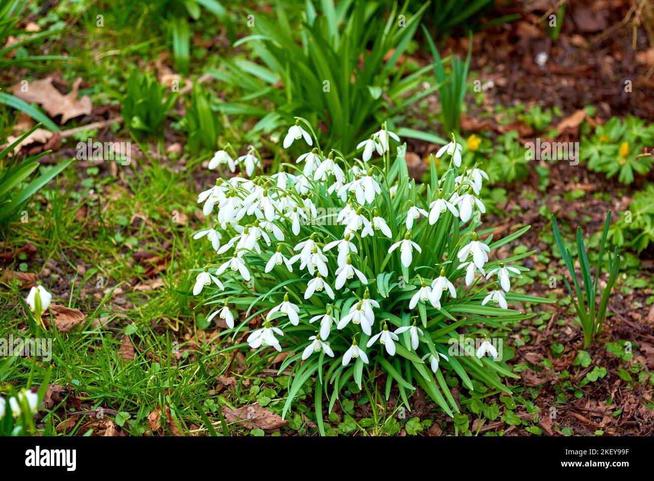 Common snowdrop - Galanthus nivalis Stock Photo - Alamy