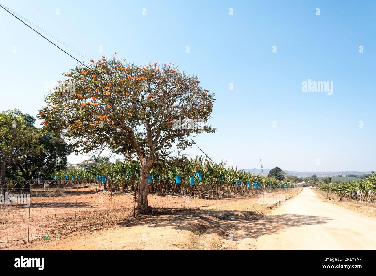 African coral tree (Erythrina caffra) in an agricultural landscape in a ...