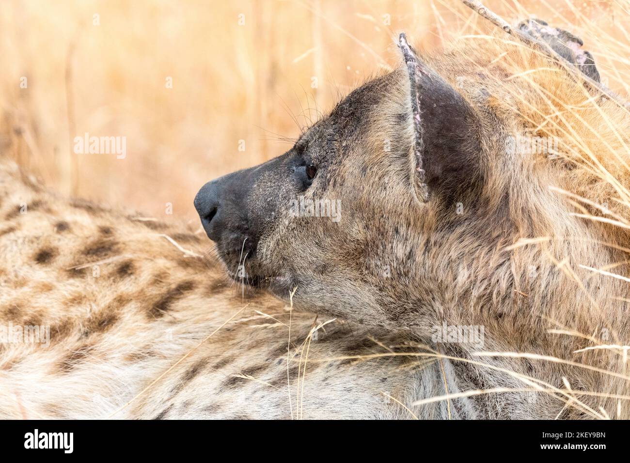 spotted hyena (Crocuta crocuta)closeup face and head side on looking ...