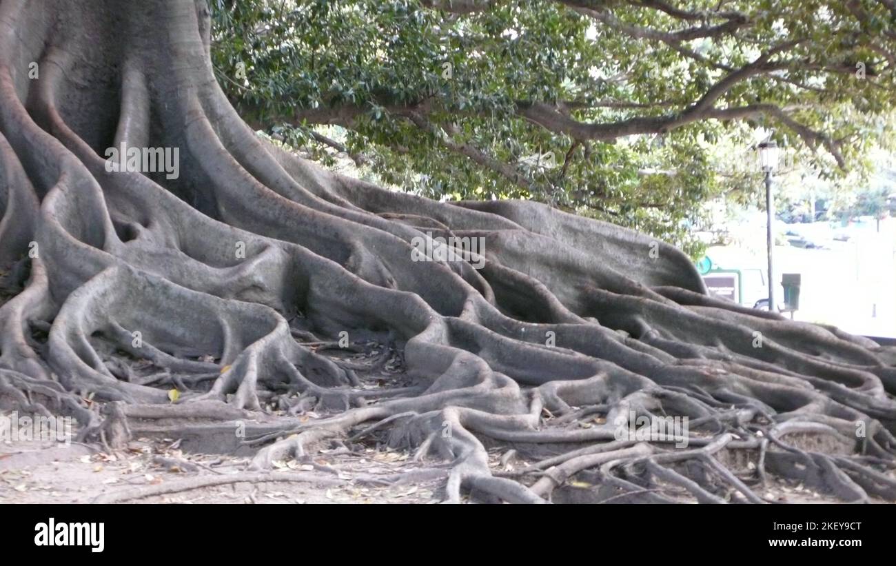 Tree roots Natural growth big system park Stock Photo - Alamy