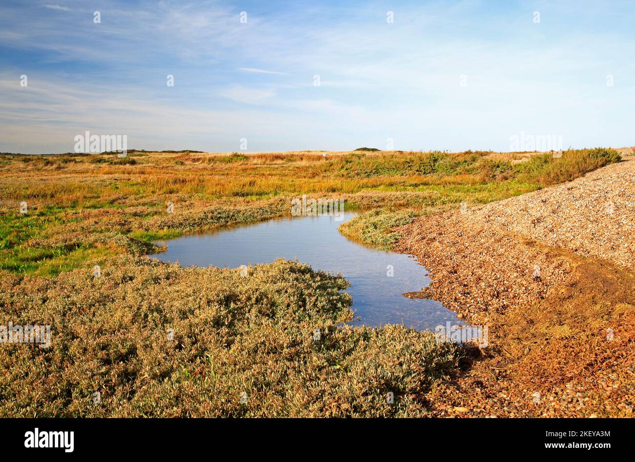 A view of the boundary between the shingle beach ridge and salt marshes ...