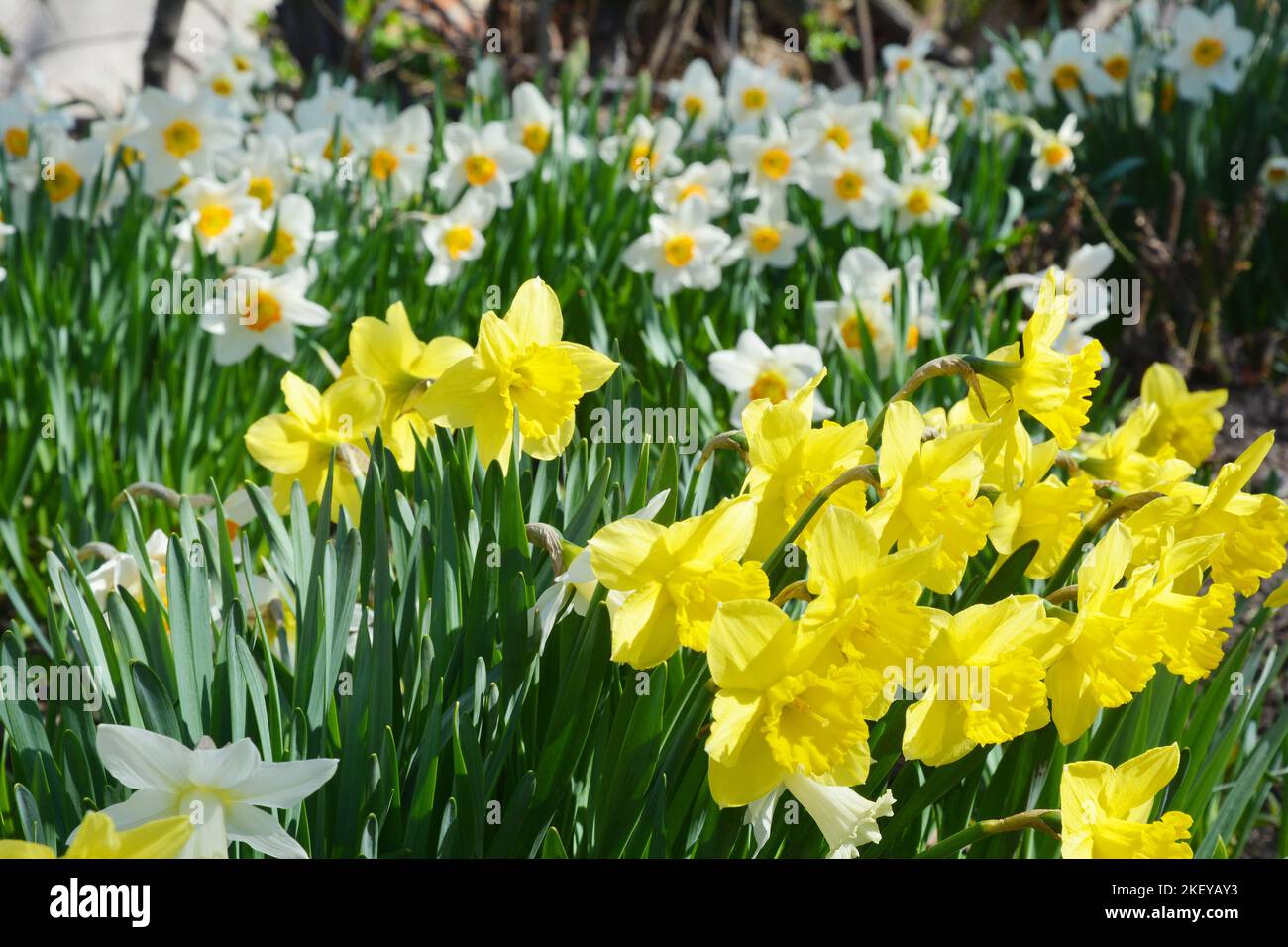 White and yellow spring narcissus flowers textured background Stock ...