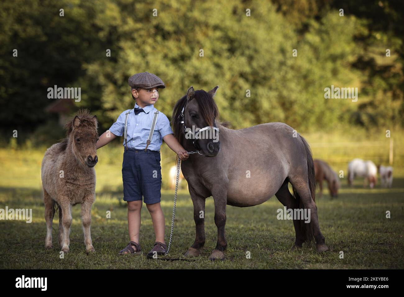 boy and ponies Stock Photo - Alamy