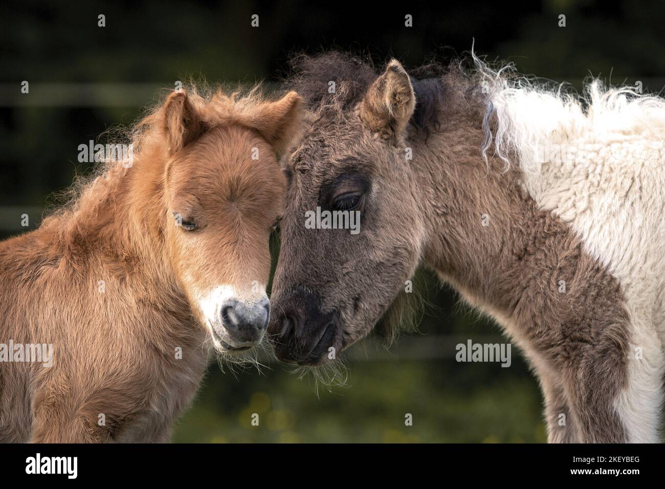 Mini Shetland Pony foals Stock Photo - Alamy