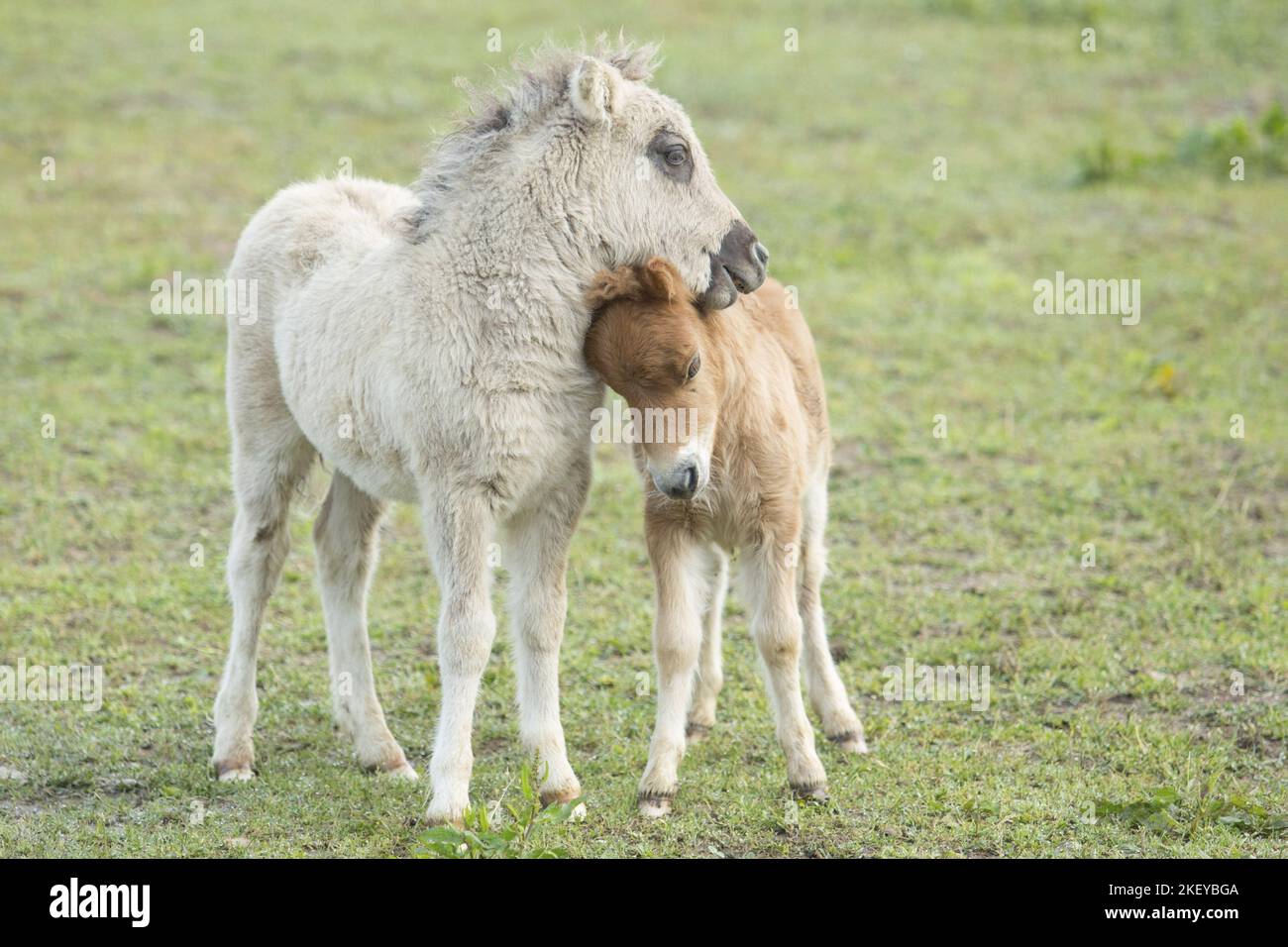 Mini Shetland Pony foals Stock Photo - Alamy