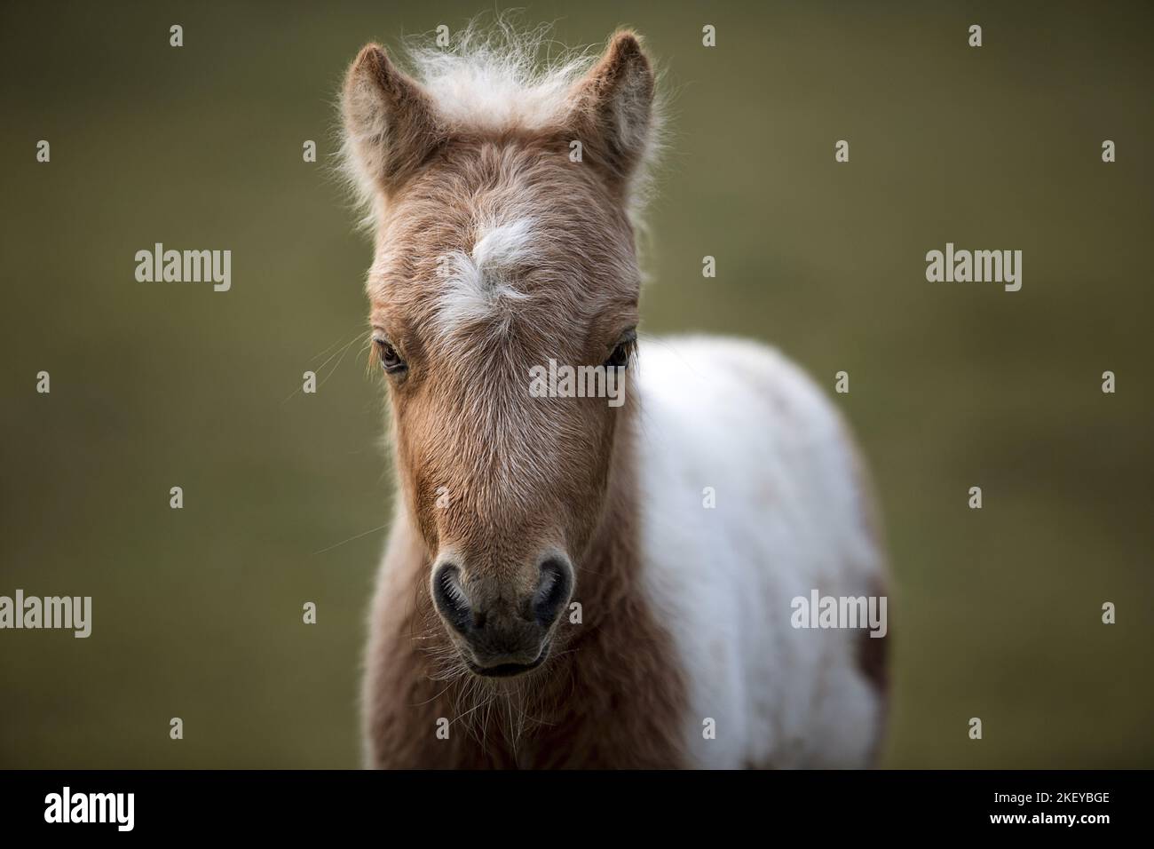 Mini Shetland Pony foal Stock Photo - Alamy
