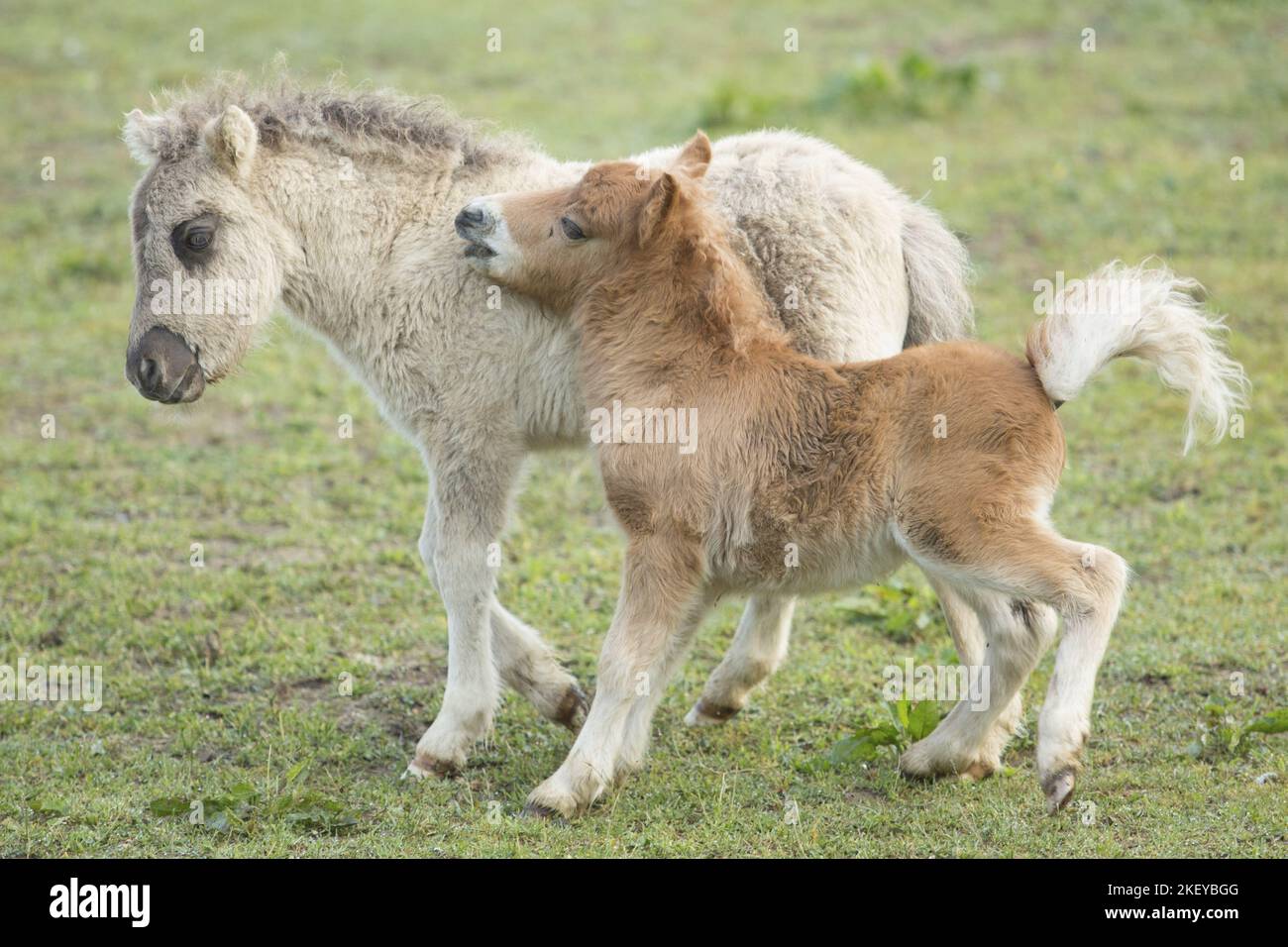 Mini Shetland Pony foals Stock Photo - Alamy