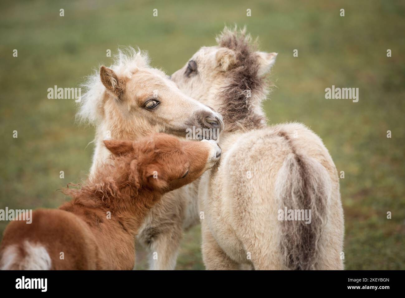 Mini Shetland Ponies Stock Photo - Alamy