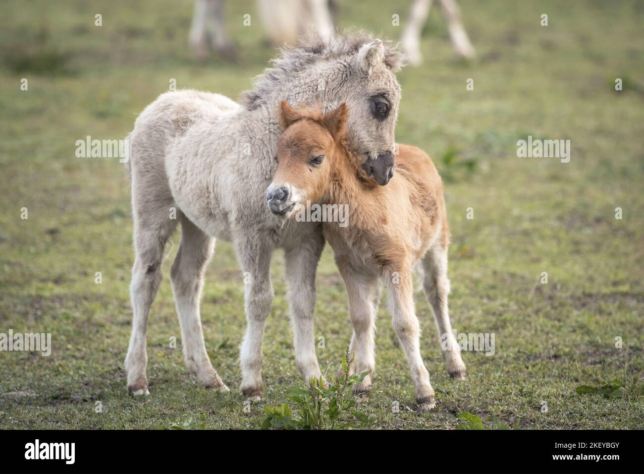 Mini Shetland Pony foals Stock Photo - Alamy