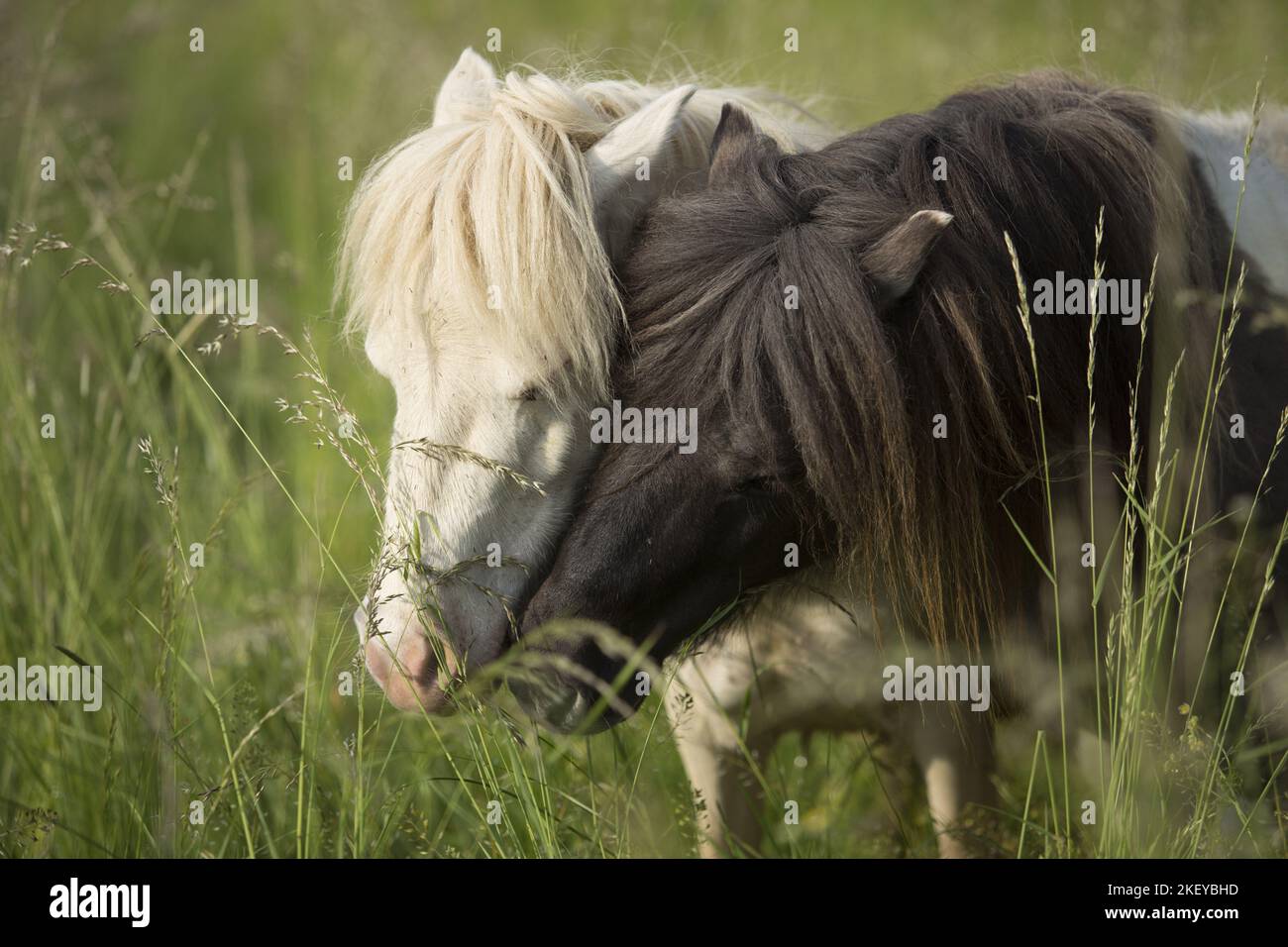 2 Mini Shetland Ponies Stock Photo - Alamy