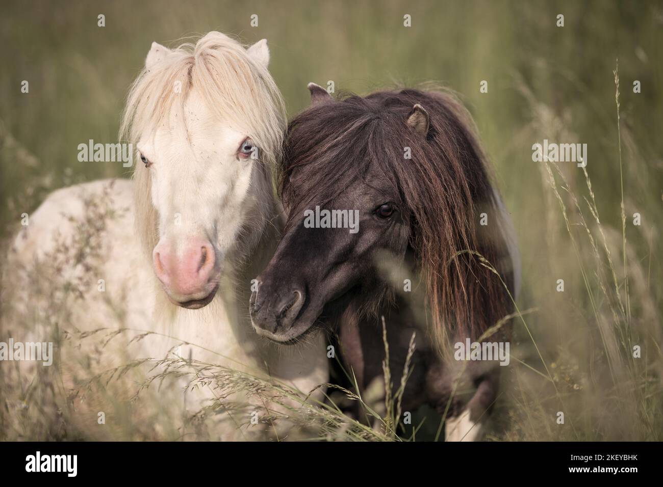 2 Mini Shetland Ponies Stock Photo - Alamy