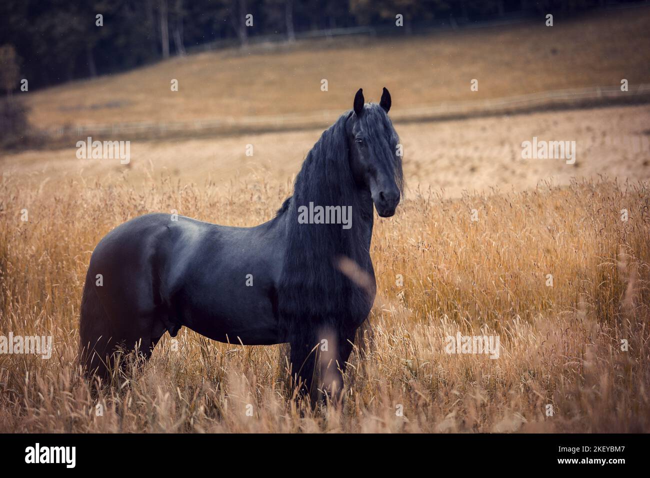 Black friesian baroque horse stallion hi-res stock photography and ...