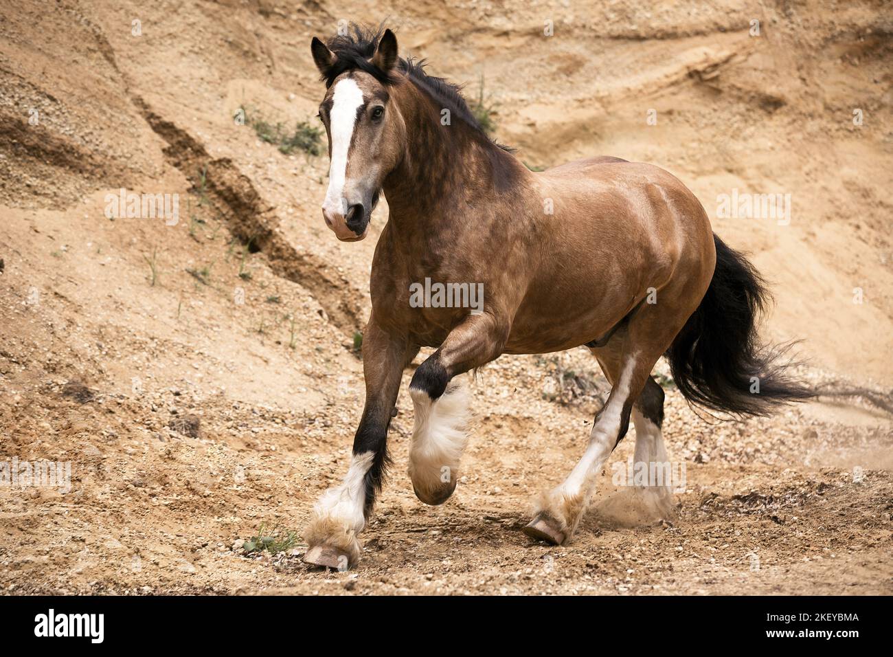 Shire horses galloping hi-res stock photography and images - Alamy