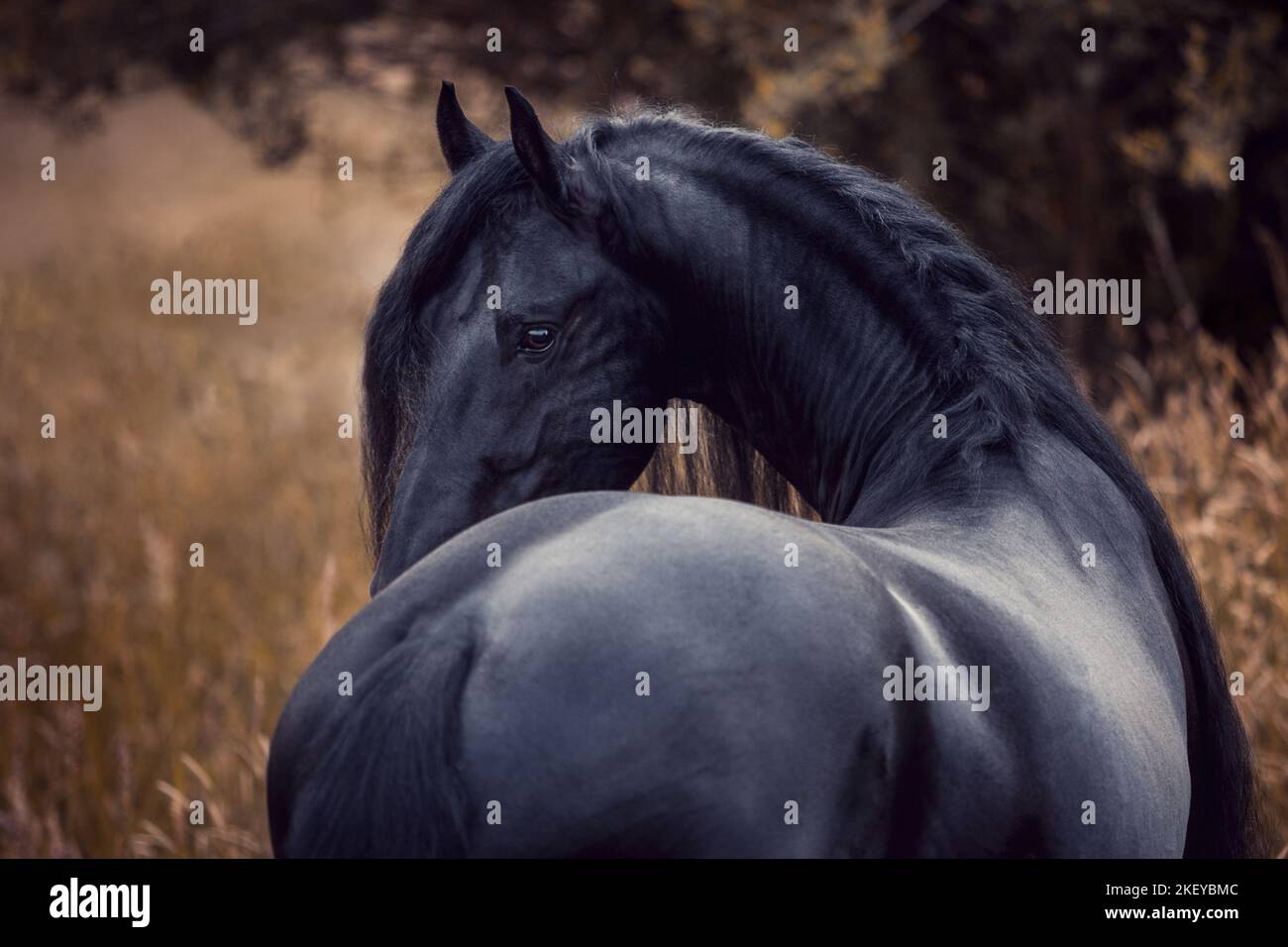 Black friesian baroque horse stallion hi-res stock photography and ...