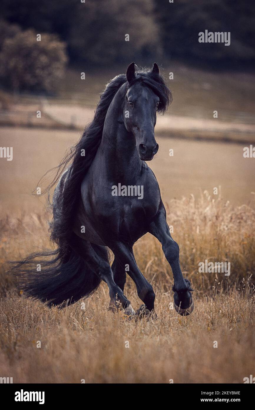 Galloping friesian stallion hi-res stock photography and images - Alamy