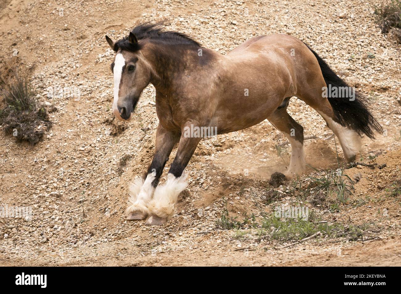 Shire horses galloping hi-res stock photography and images - Alamy