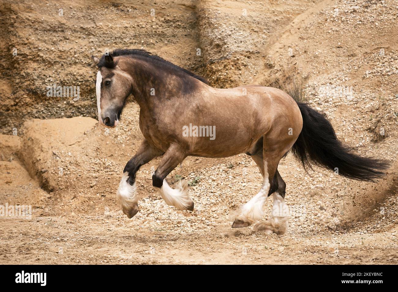 Shire horses galloping hi-res stock photography and images - Alamy