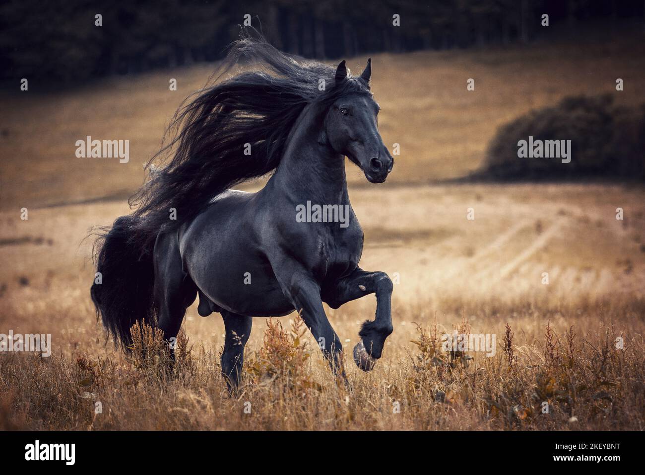 Galloping friesian stallion hi-res stock photography and images - Alamy