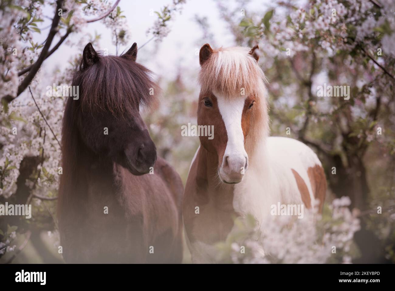 Two colored horses hi-res stock photography and images - Alamy