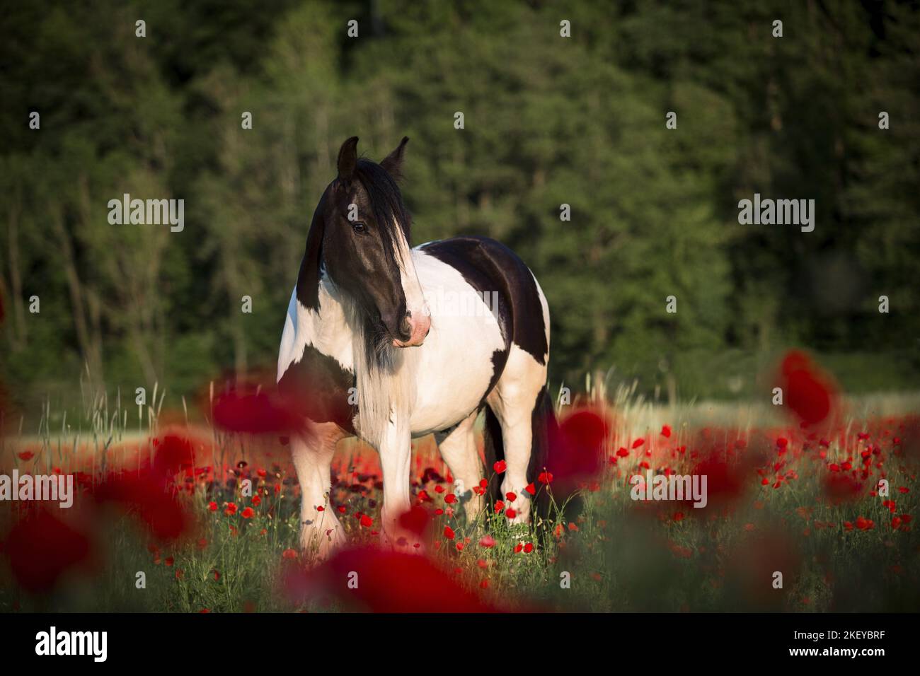 Irish Tinker in summer Stock Photo - Alamy