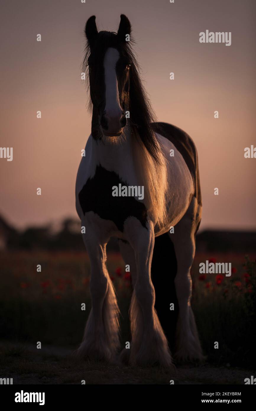 Irish Tinker in summer Stock Photo - Alamy