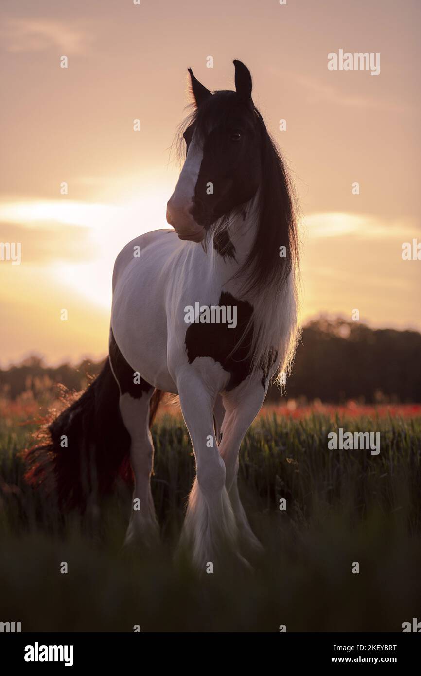 White pony in setting sun hi-res stock photography and images - Alamy
