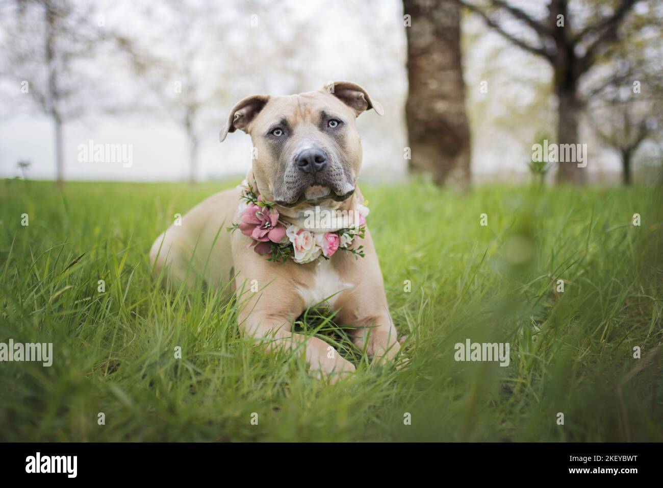 young American Bully Stock Photo - Alamy