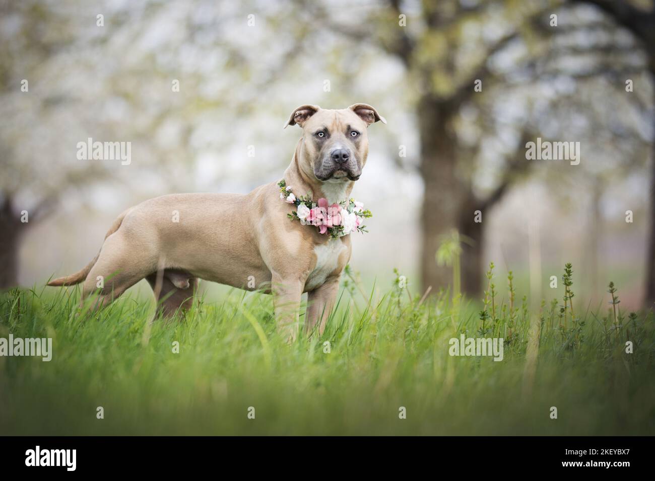 American bullies dog hi-res stock photography and images - Alamy