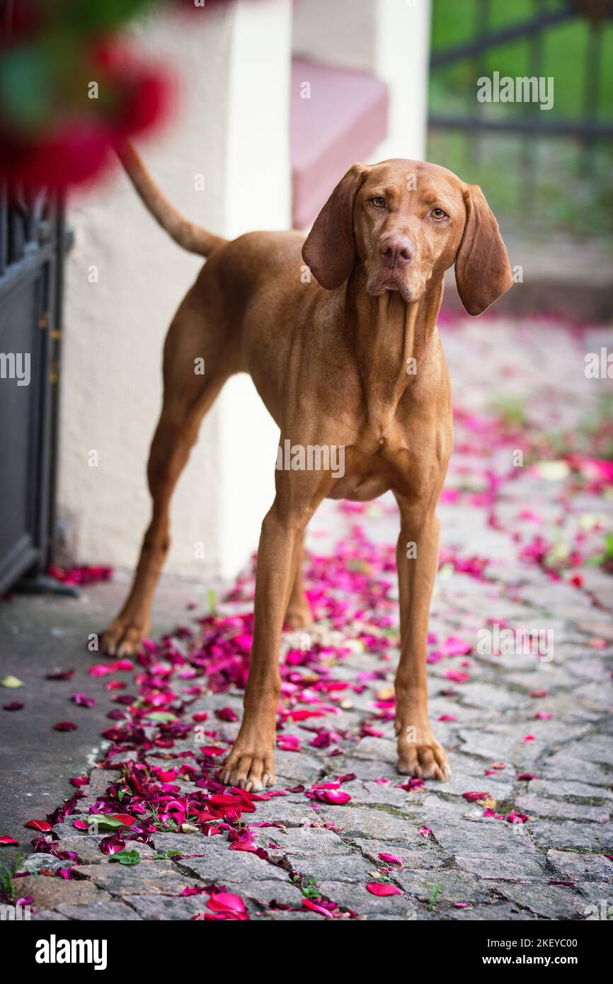 female Magyar Vizsla Stock Photo - Alamy