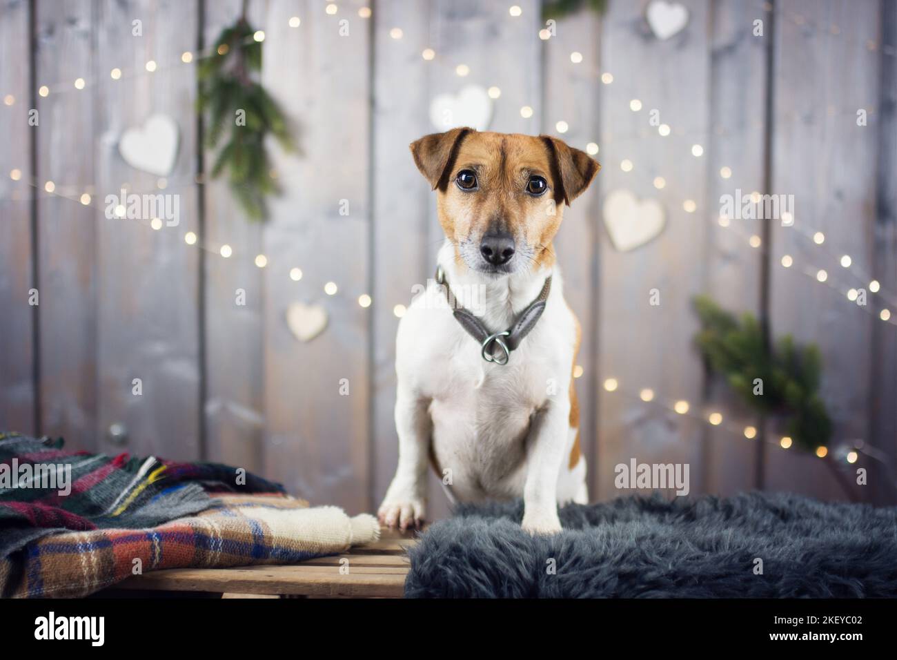 sitting Jack Russell Terrier Stock Photo - Alamy