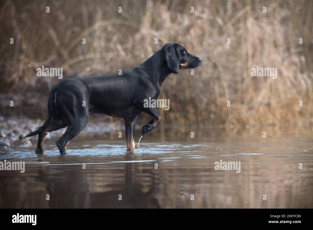 Austrian Black and Tan Hound Stock Photo - Alamy