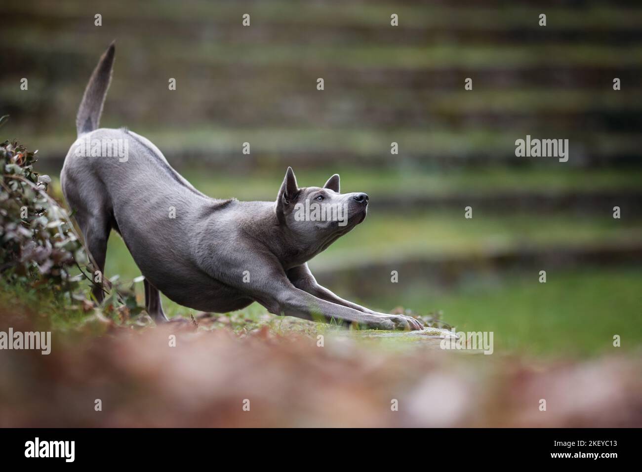 female Thai Ridgeback Stock Photo - Alamy