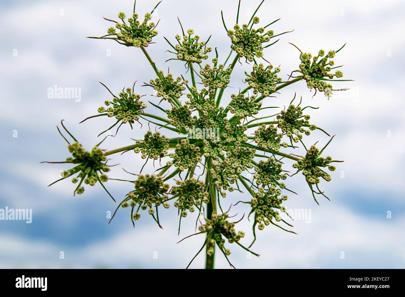 The flower of the Heracleum plant against a cloudy sky. Bud of hogweed ...