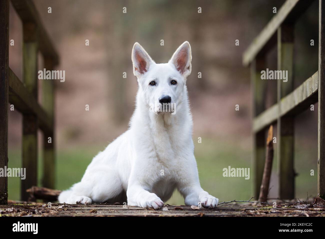 male White swiss shepherd dog Stock Photo - Alamy