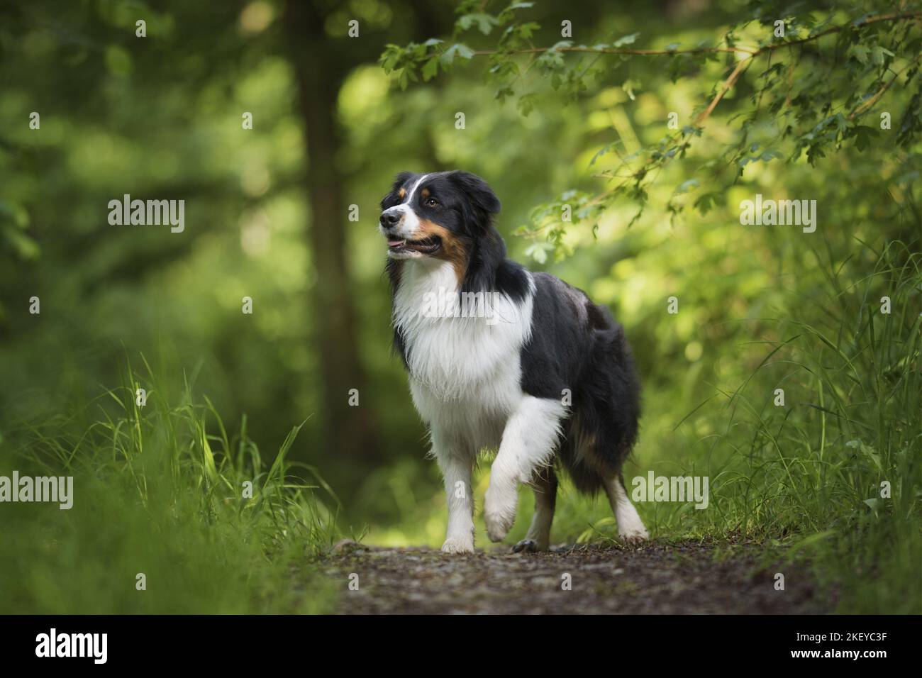 Shepherds cart hi-res stock photography and images - Alamy