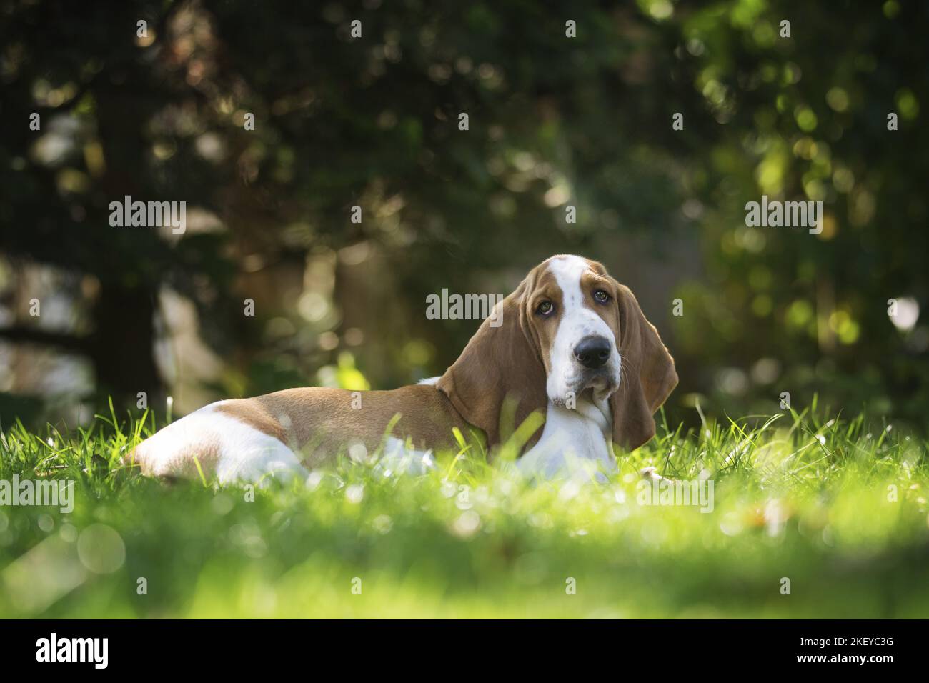 Two bassets hi-res stock photography and images - Alamy