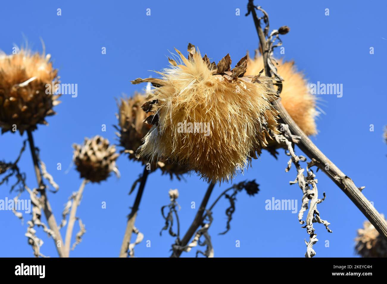 Warm golden flower hi-res stock photography and images - Alamy