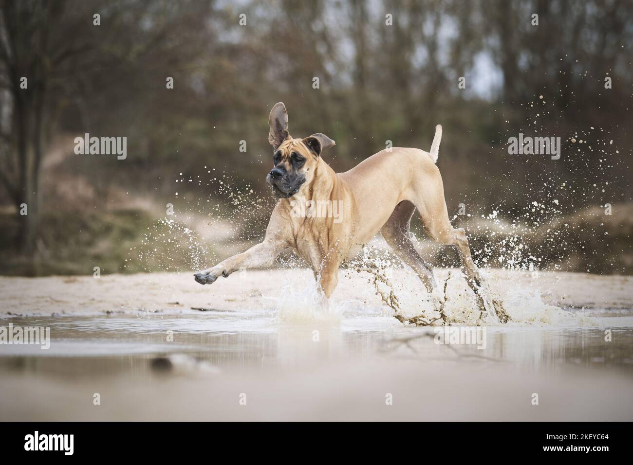 running Great Dane Stock Photo - Alamy