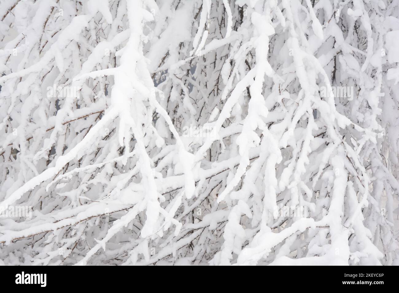 Winter background. Tree braches covered with snow Stock Photo - Alamy