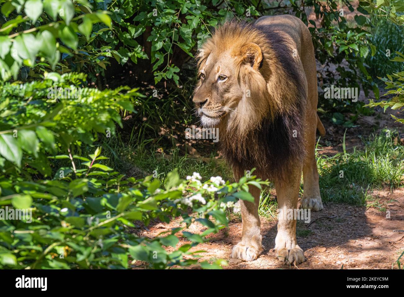 African lion (Panthera leo) at Zoo Atlanta in Atlanta, Georgia. (USA ...