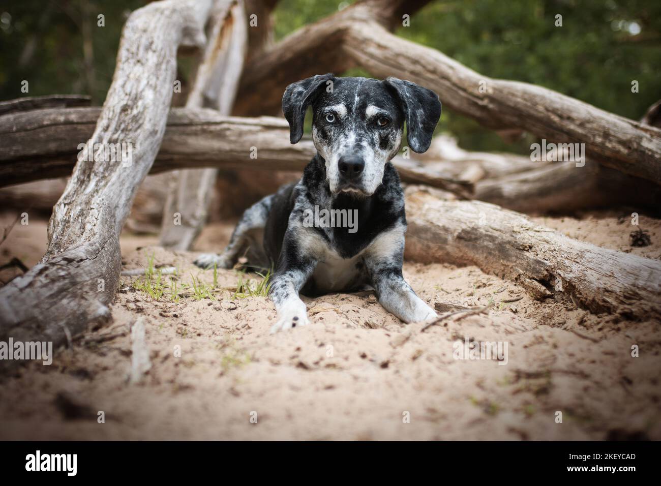 lying Louisiana Catahoula Leopard Dog Stock Photo - Alamy