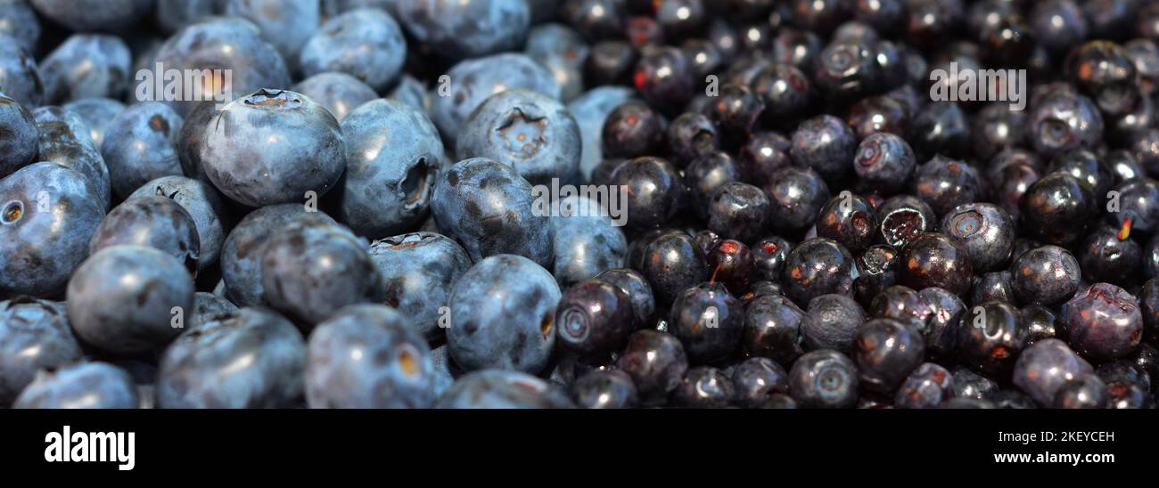 Bilberry vs blueberry hi-res stock photography and images - Alamy