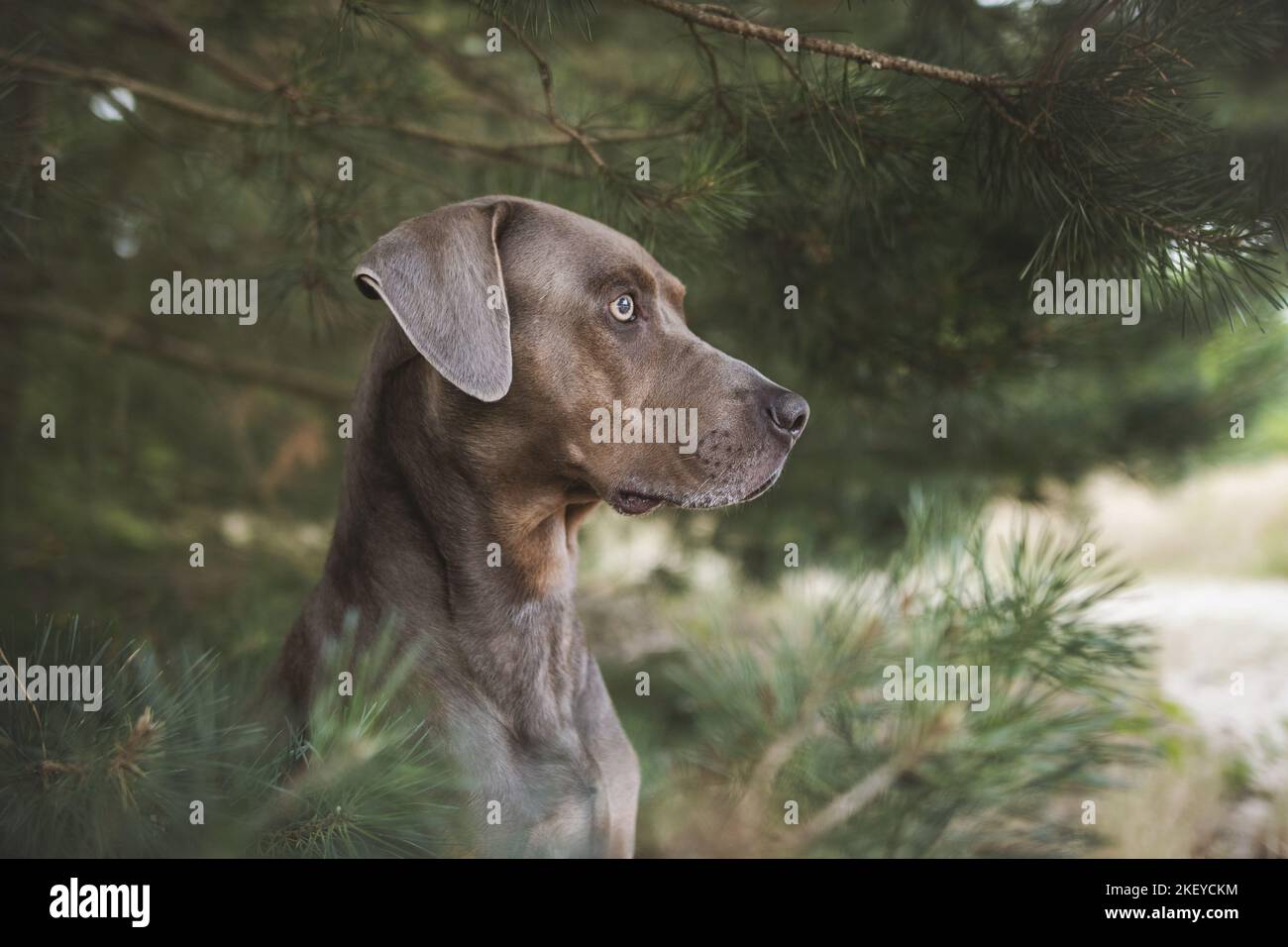 male Louisiana Catahoula Leopard Dog Stock Photo - Alamy